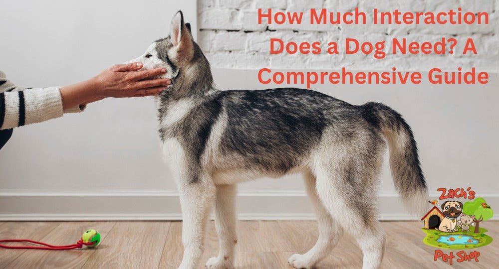 How Much Interaction Does a Dog Need? A Comprehensive Guide - Zach's ...