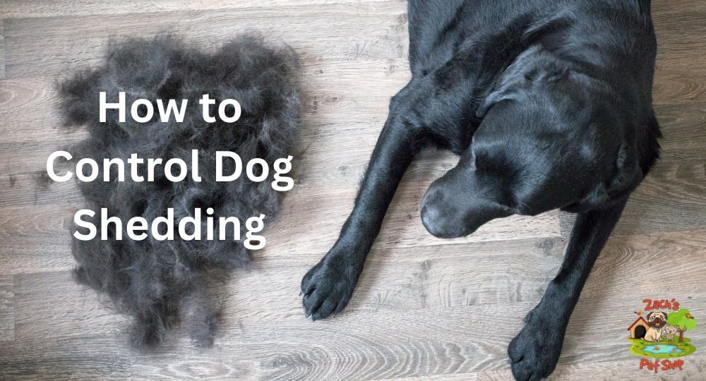 How to Control Dog Shedding: Effective Solutions for All Breeds - Zach ...