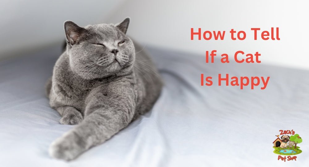 How to Tell If a Cat Is Happy: Decoding Feline Body Language - Zach's ...