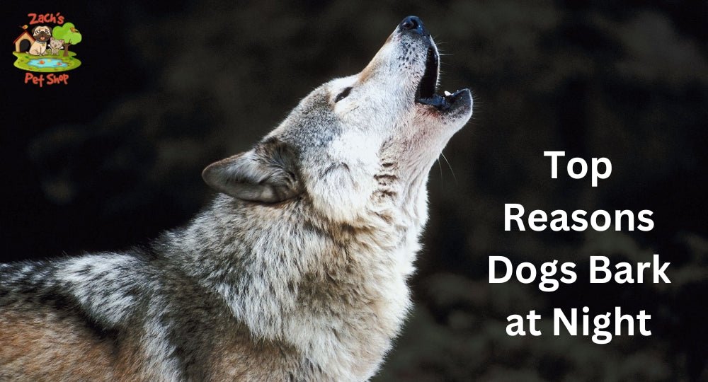 Top Reasons Dogs Bark at Night and How to Address Them - Zach's Pet Shop