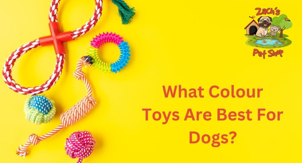 What Colour Toys Are Best for Dogs? - Zach's Pet Shop