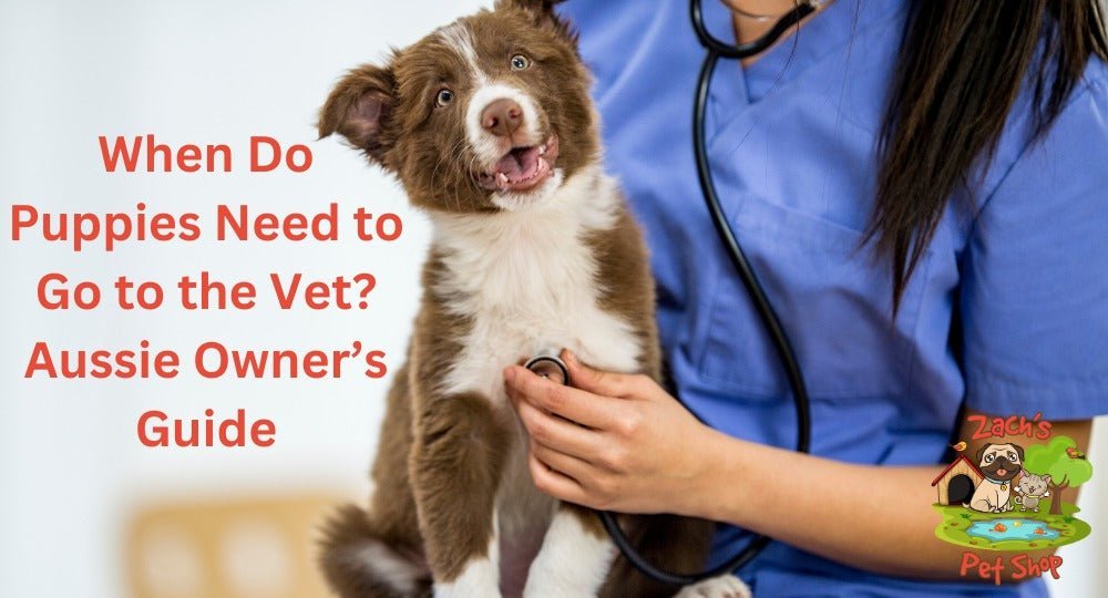 When Do Puppies Need to Go to the Vet? Aussie Owner's Guide - Zach's ...