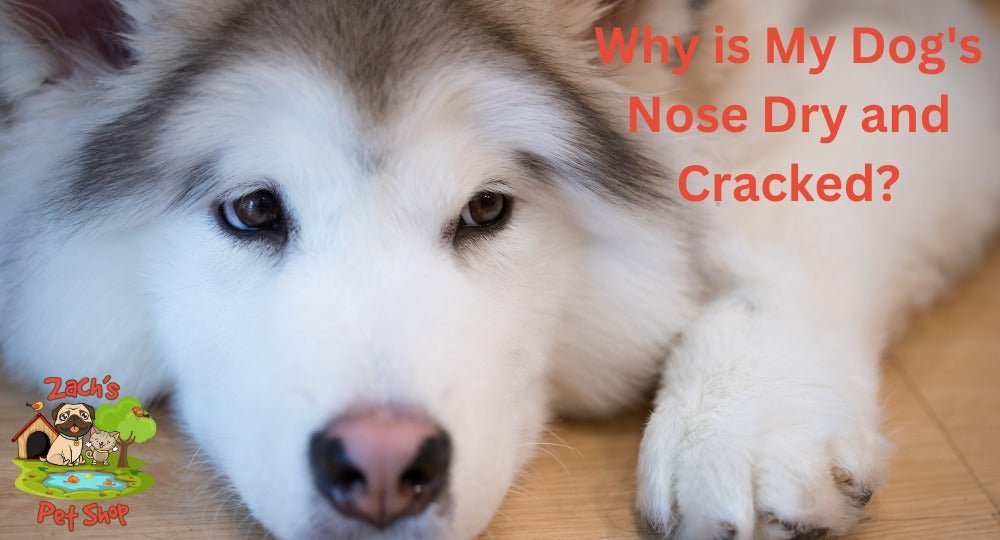 Why is My Dogs Nose Dry and Cracked? Explained - Zach's Pet Shop