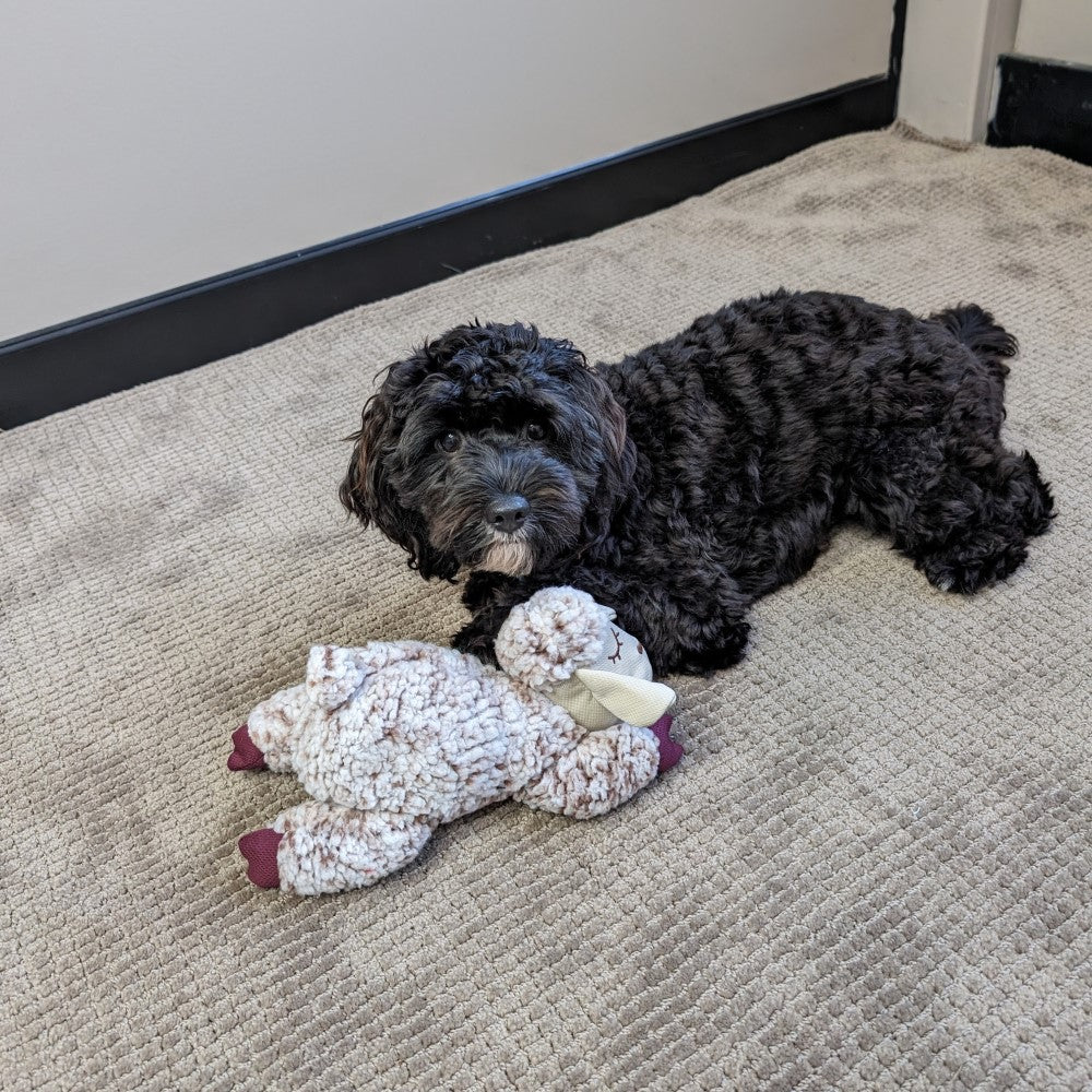 All For Paws Calming Pals Lavender Scented Sheep - Zach's Pet Shop